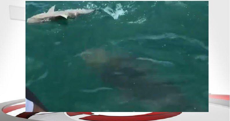 500-pound goliath grouper eats shark as shocked Florida fishermen watch ...