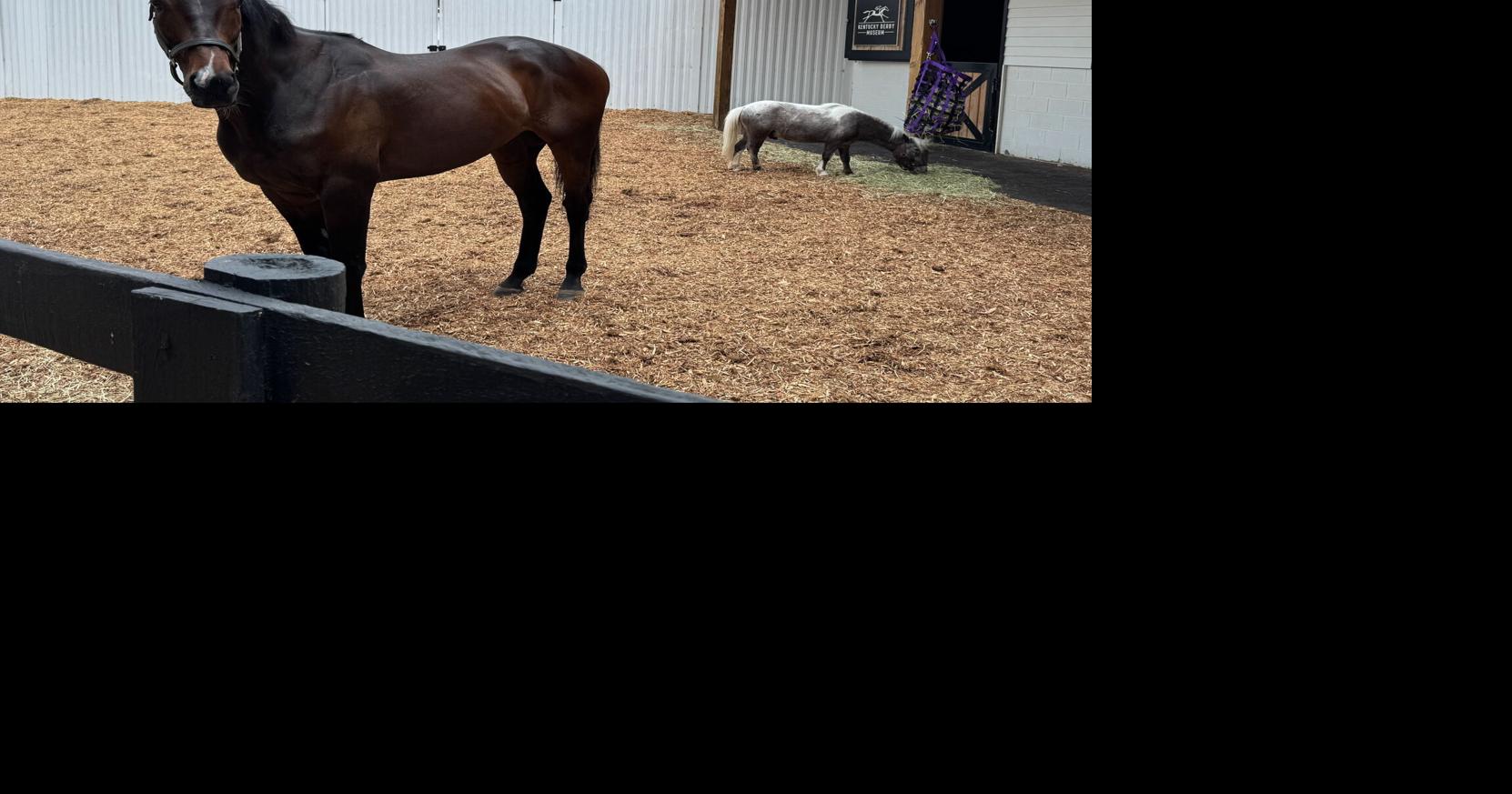 Kentucky Derby Museum Stable Exhibit reopens with mini-horse ambassador ...