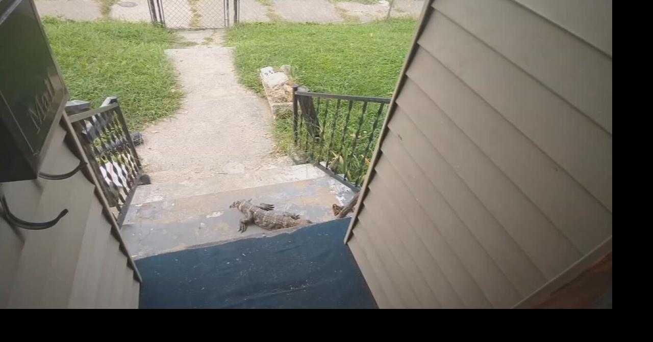 'Hey there alligator' | Shawnee neighborhood gets an unexpected visit ...