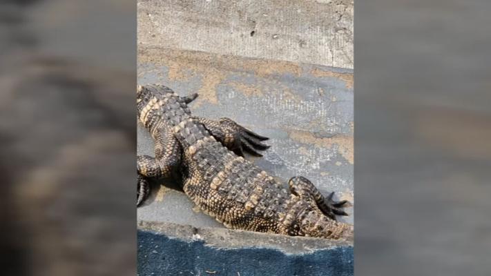 'Hey there alligator' | Shawnee neighborhood gets an unexpected visit ...