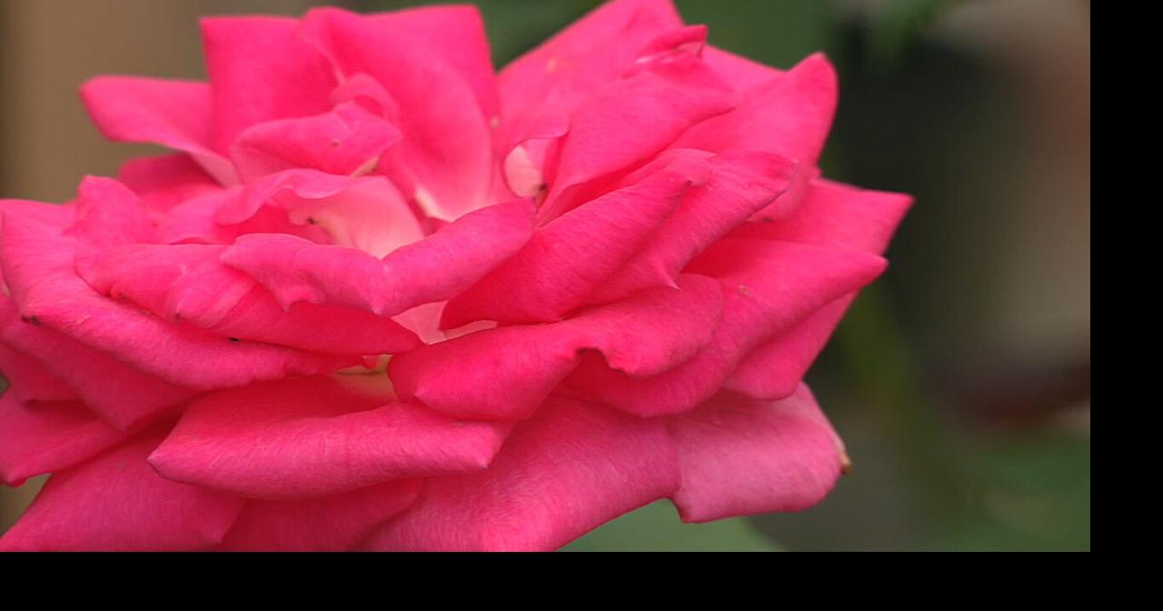 Get your roses in tip top shape with Wallitsch Gardens | Morning | wdrb.com