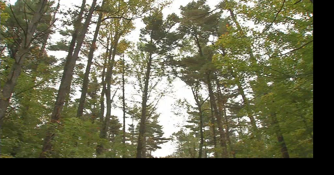 New study shows tree canopy growth in Louisville | Local News | wdrb.com