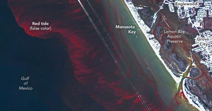 RED TIDE: How Scientists Can Detect Harmful Algal Blooms Near Beaches ...