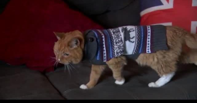 Oregon cat trying for Guinness World Record of oldest living cat | Wdrb ...