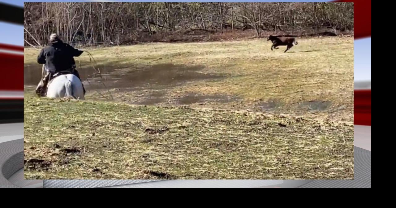 Wranglers catch final loose cow in Louisville more than 4 weeks after ...
