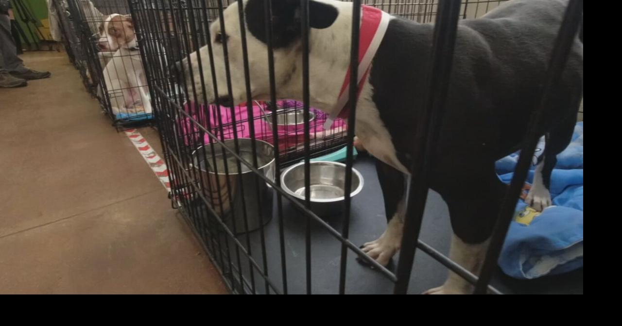 Club K-9 Dog Bar offering free 1-year memberships to those adopting ...