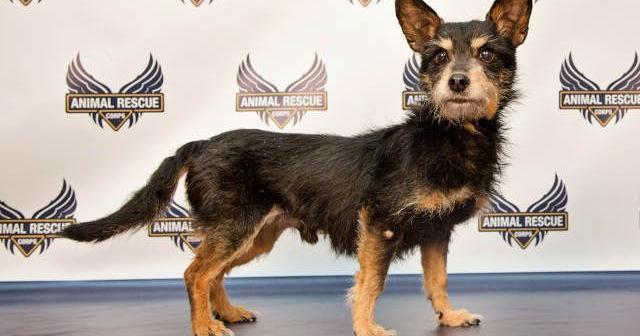 Ky. Humane Society set to take in 12 dogs rescued form 'horrific ...