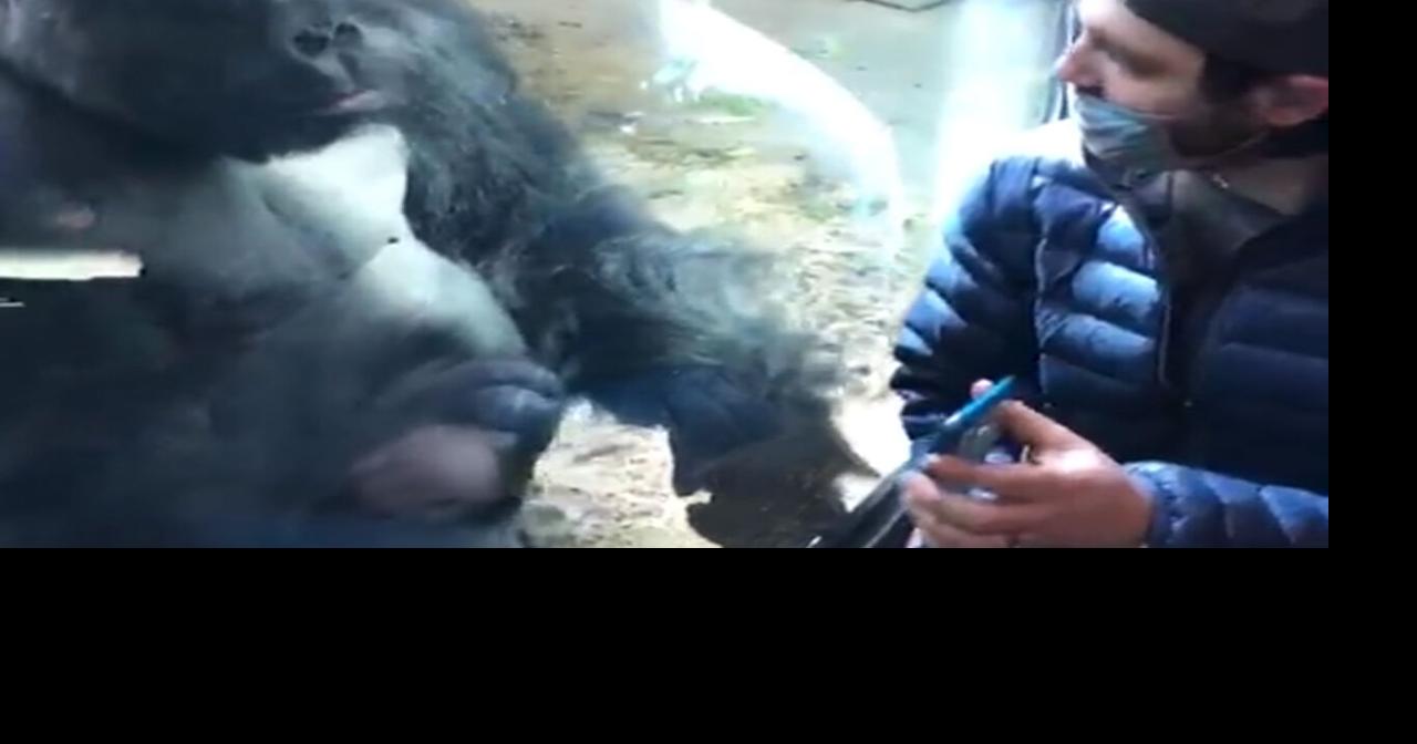 Louisville Zoo gorilla with smartphone fascination garners ...