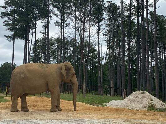 Louisville Zoo elephants Punch and Mikki arrive at 'retirement ...
