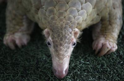 dan lu peter pangolin