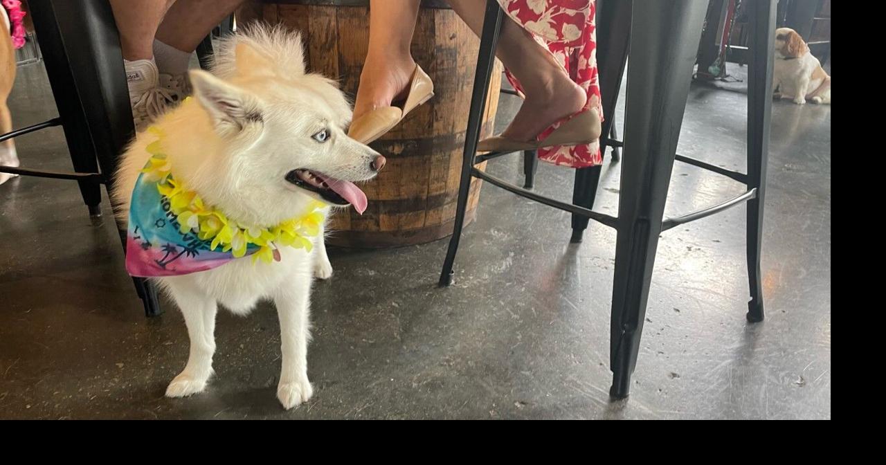 'Tiki Luau Dog Pawty' benefits Kentuckiana Pride Foundation | News from ...