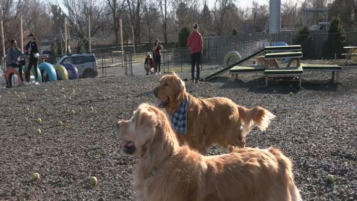 Club K9 in Louisville celebrates golden retrievers | Local News | wdrb.com