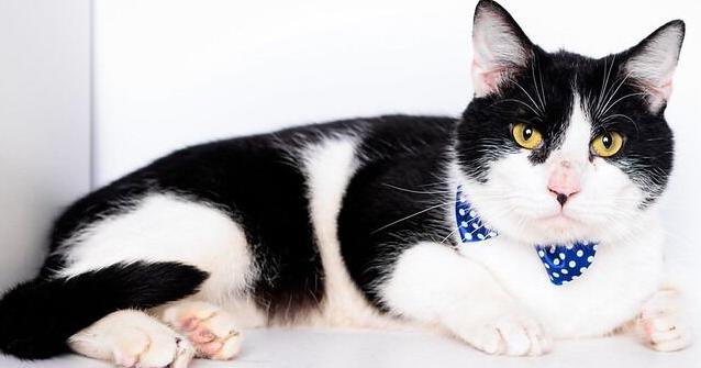 Kentucky Humane Society holding Independence Day adoption event ...