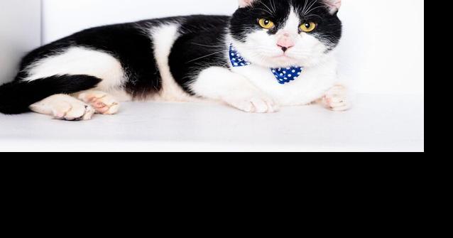 Kentucky Humane Society holding Independence Day adoption event | Local ...