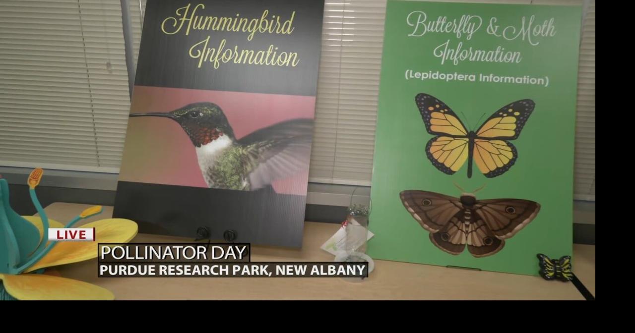 You can make a hummingbird feeder on Pollinator Day | | wdrb.com