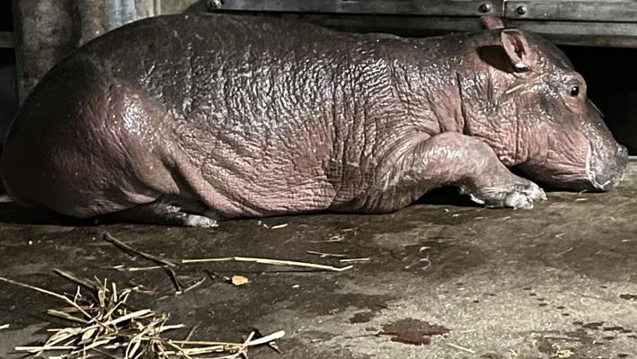Cincinnati Zoo's baby hippo named 'Fritz' after more than 200,000 ...