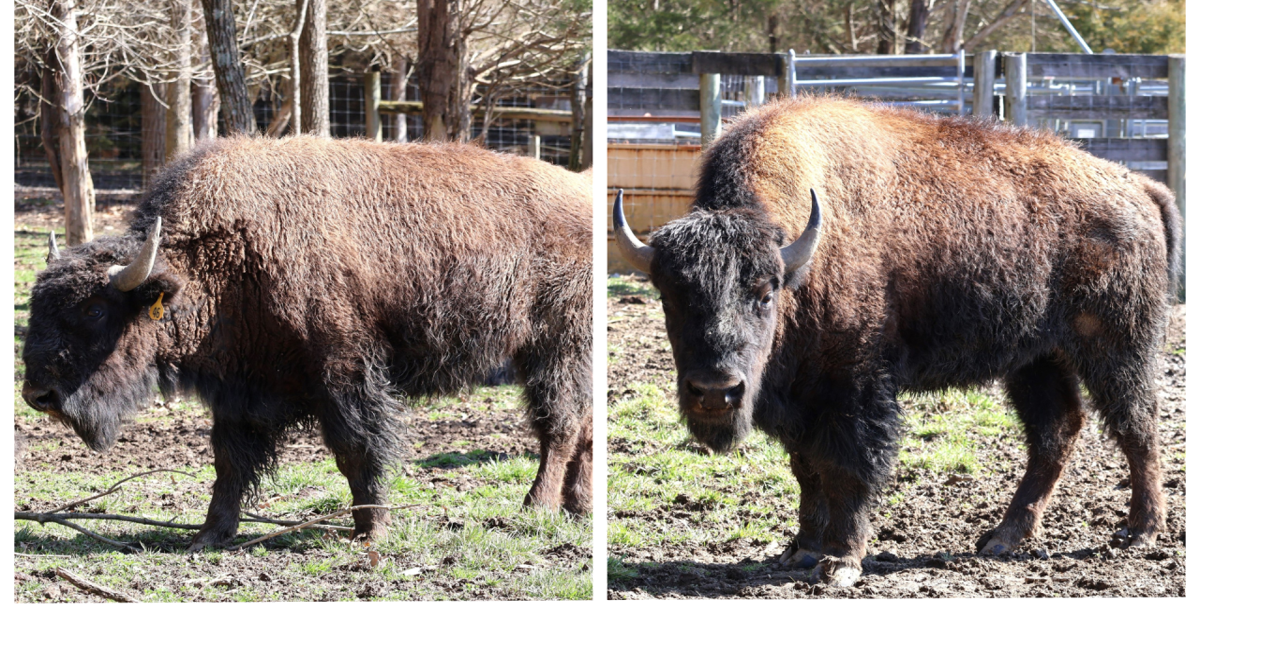 Kentucky Department of Parks holds auction for two 1-year-old bison ...