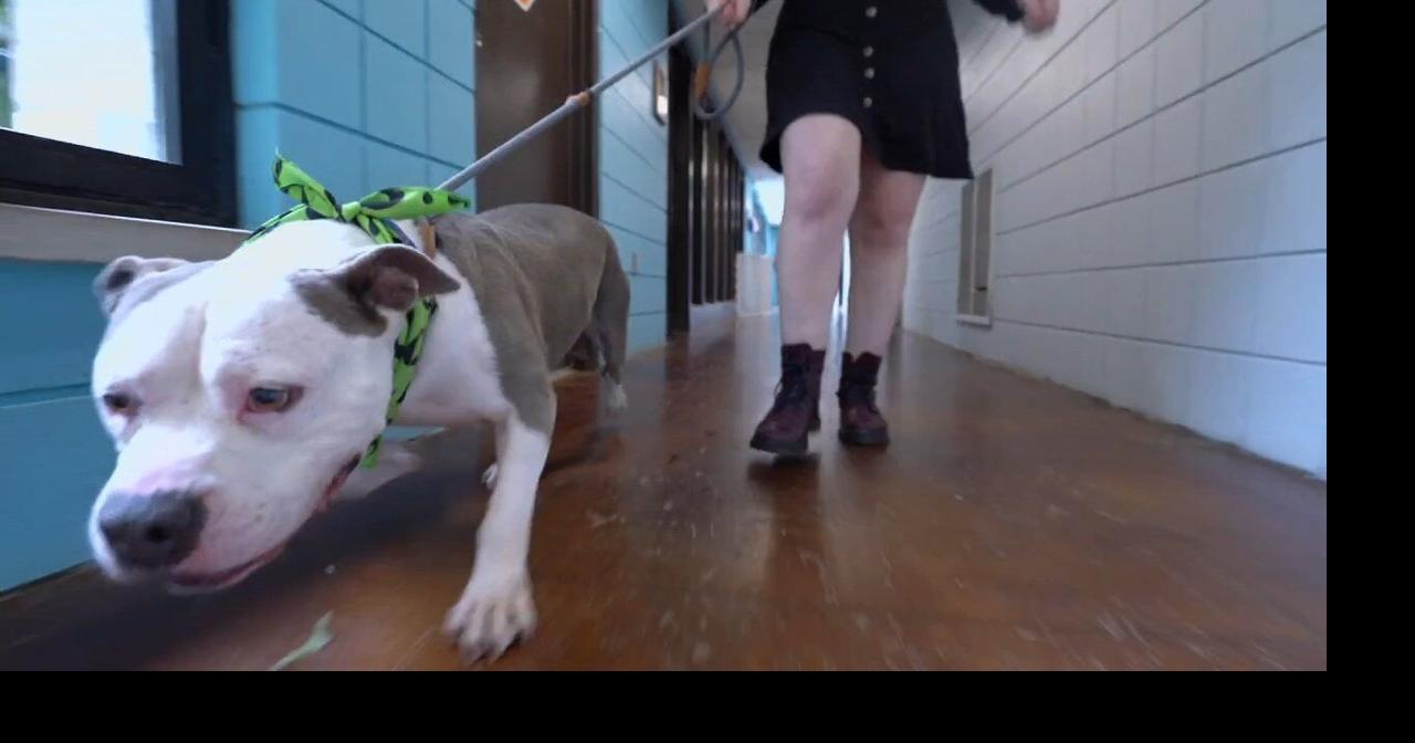 People giving up pets due to inflation | Wdrb-video | wdrb.com