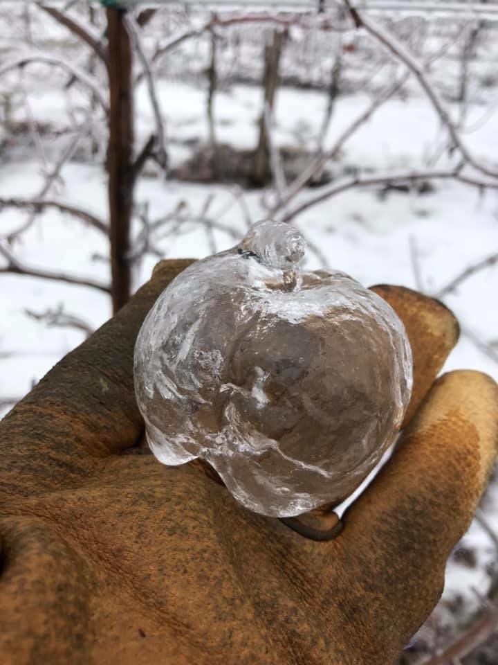 ‘Ghost apples’ appear at Michigan orchard following icy weather ...