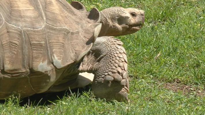 IMAGES | Spike, Louisville Zoo's famous tortoise, makes annual hike for ...