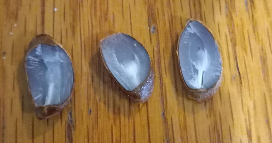 Forecasting Winter With Persimmon Seeds Weather Blog