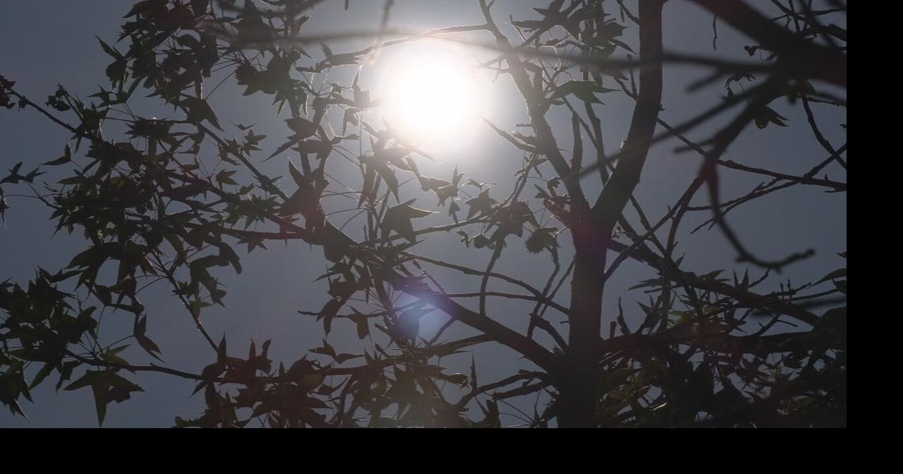 'Moon trees' attracting visitors to southern Indiana decades after a ...