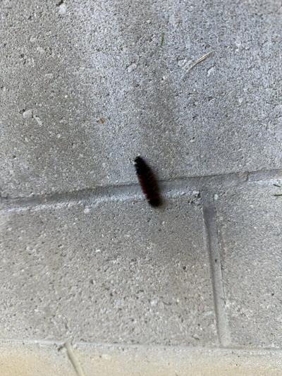 WOOLLY WORMS: What Do They Indicate For The Upcoming Winter Season ...
