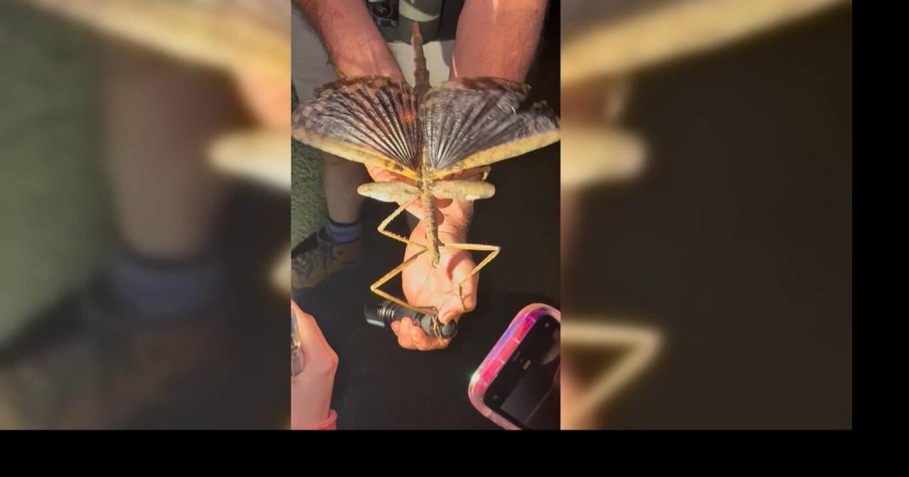 New species of giant stick insect discovered in Australia | | wdrb.com