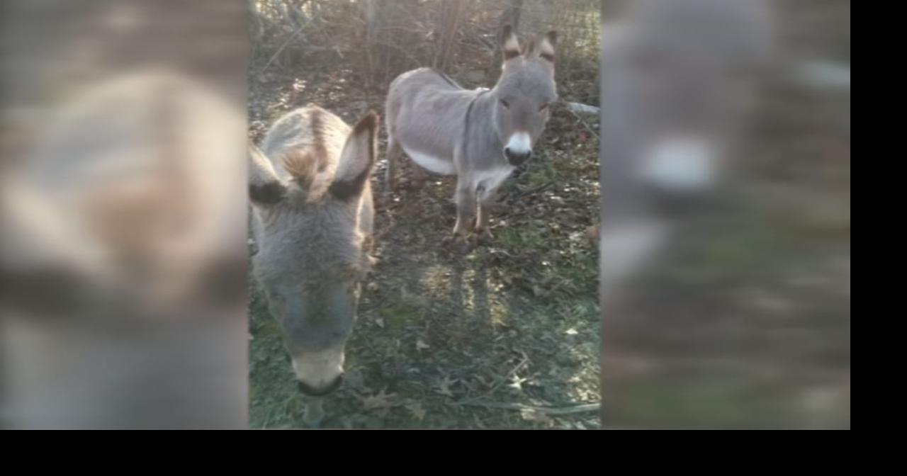 Experts continue investigation into deadly attacks on donkeys and ...