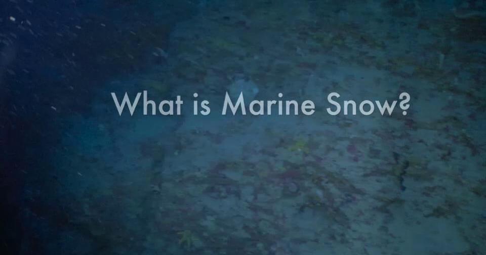 What Is Marine Snow, Plus How Much Accumulates... | Weather Blog | wdrb.com