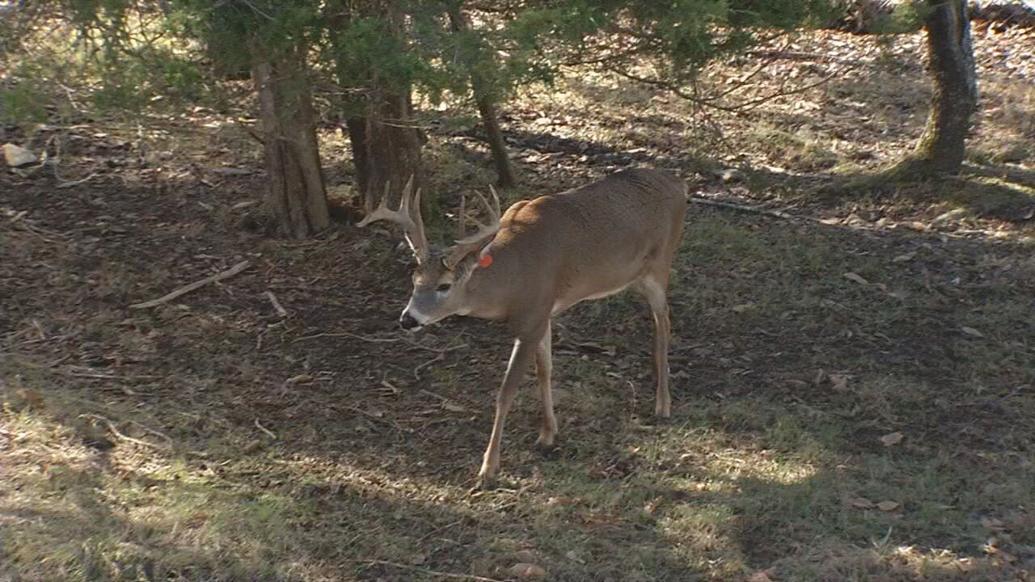 Indiana reduces antlerless deer limits following EHD outbreak | Local ...