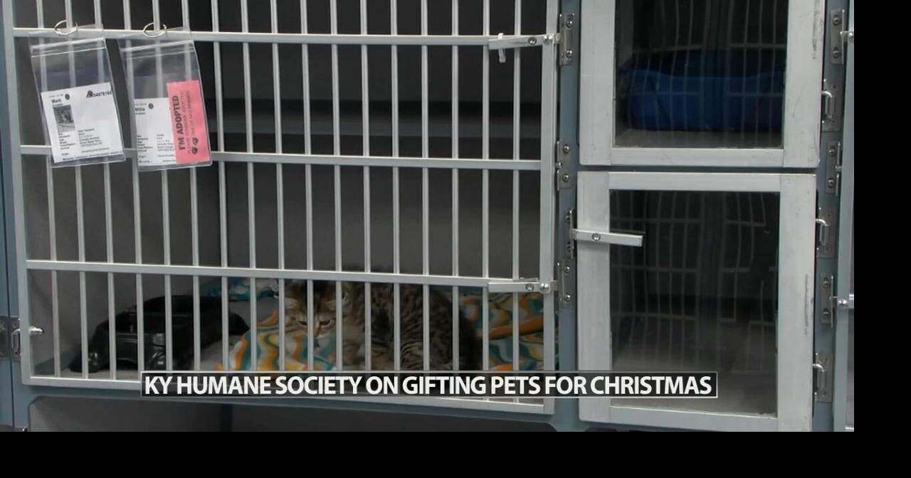 KY Humane Society gives guidelines on gifting a pet for Christmas ...