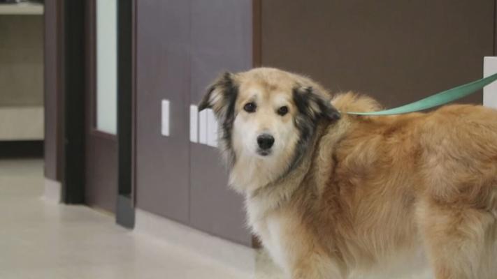 CDC rule requires dogs to be microchipped for reentry into US starting ...
