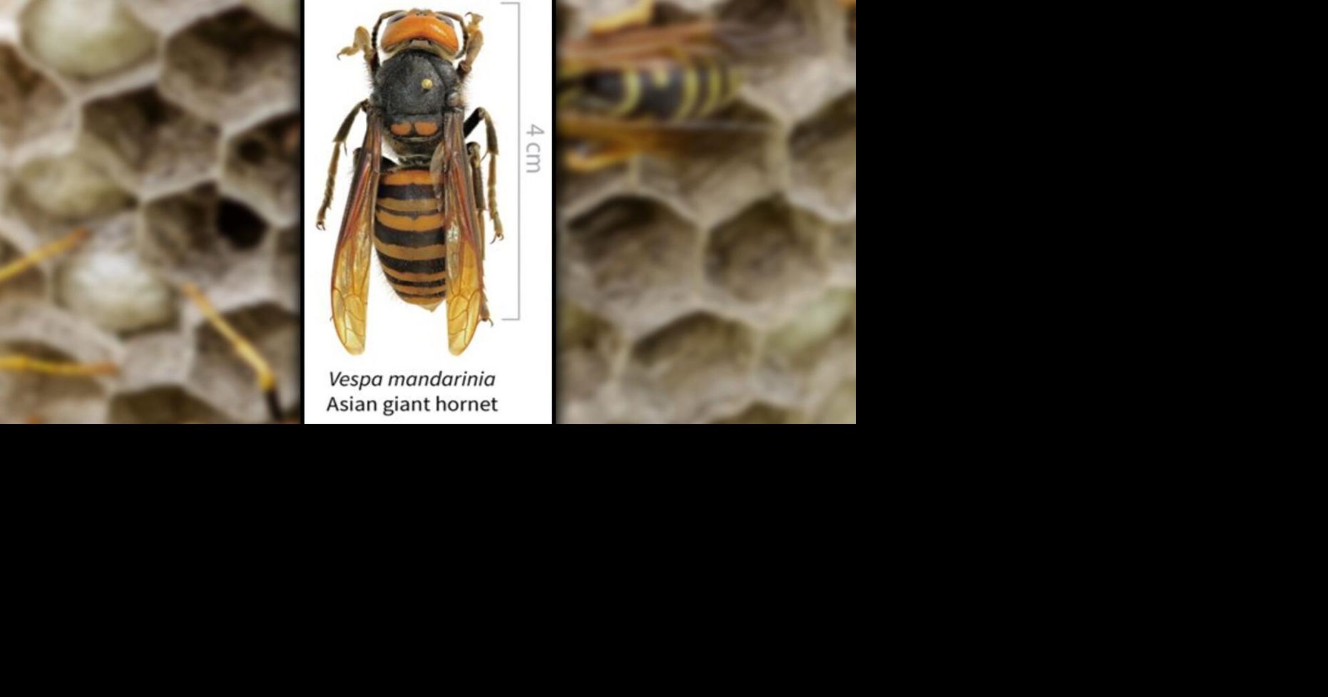 Invasive, giant 'murder hornets' have been spotted in the US for the ...