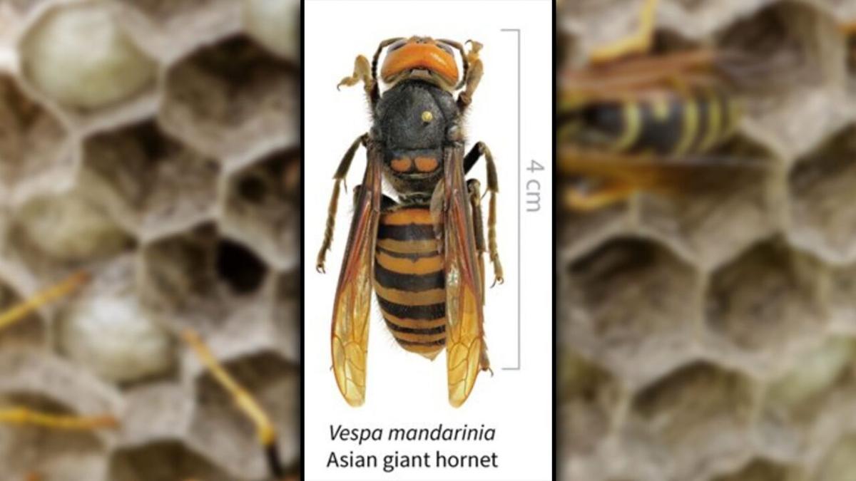 Invasive, giant 'murder hornets' have been spotted in the US for the ...