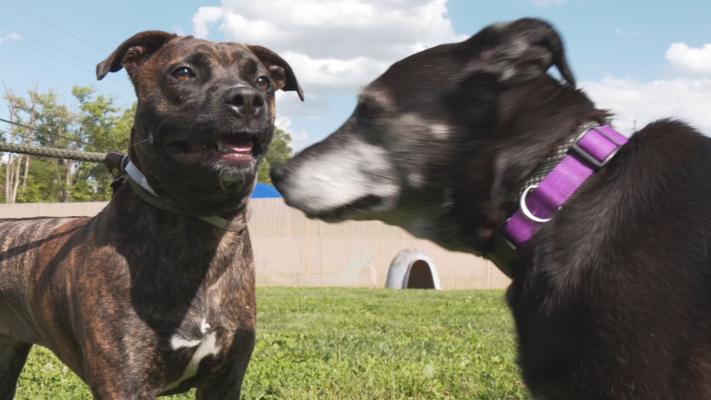 Louisville Metro Animal Services encouraging adoptions while caring for ...