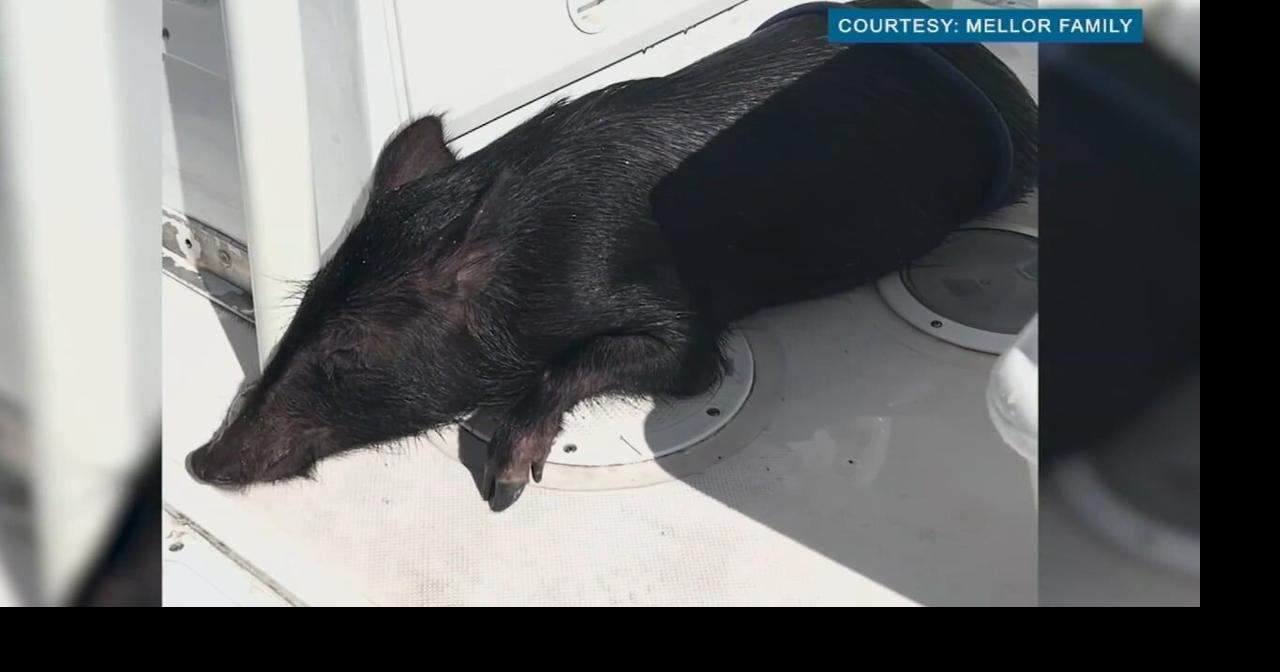 Family in Hawaii rescues pig from ocean | Wdrb-video | wdrb.com
