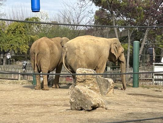 Louisville Zoo to hold retirement celebration for elephants Mikki ...