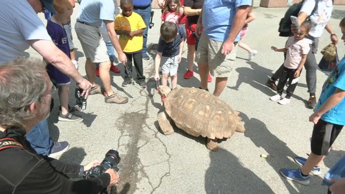 IMAGES | Spike, Louisville Zoo's famous tortoise, makes annual hike for ...