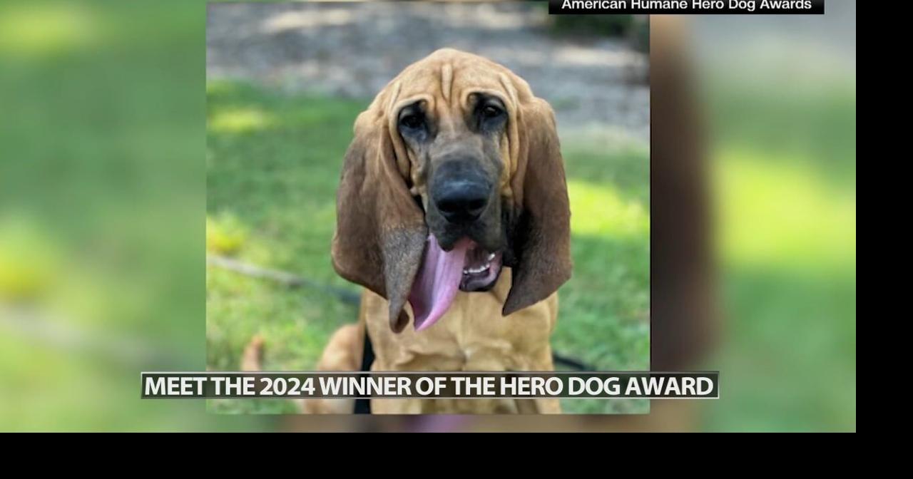 Meet the 2024 winner of the 'Hero Dog Award' | | wdrb.com