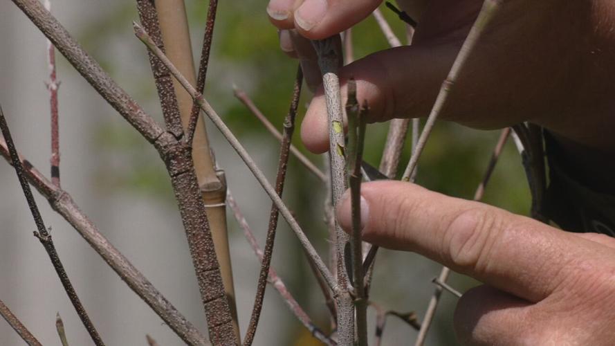 Kentucky nurseries helping people replace shrubs damaged in December's ...