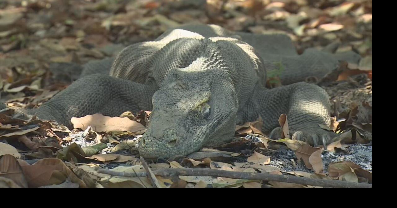 Metal Mouth | British researchers discover Komodo Dragons have teeth ...