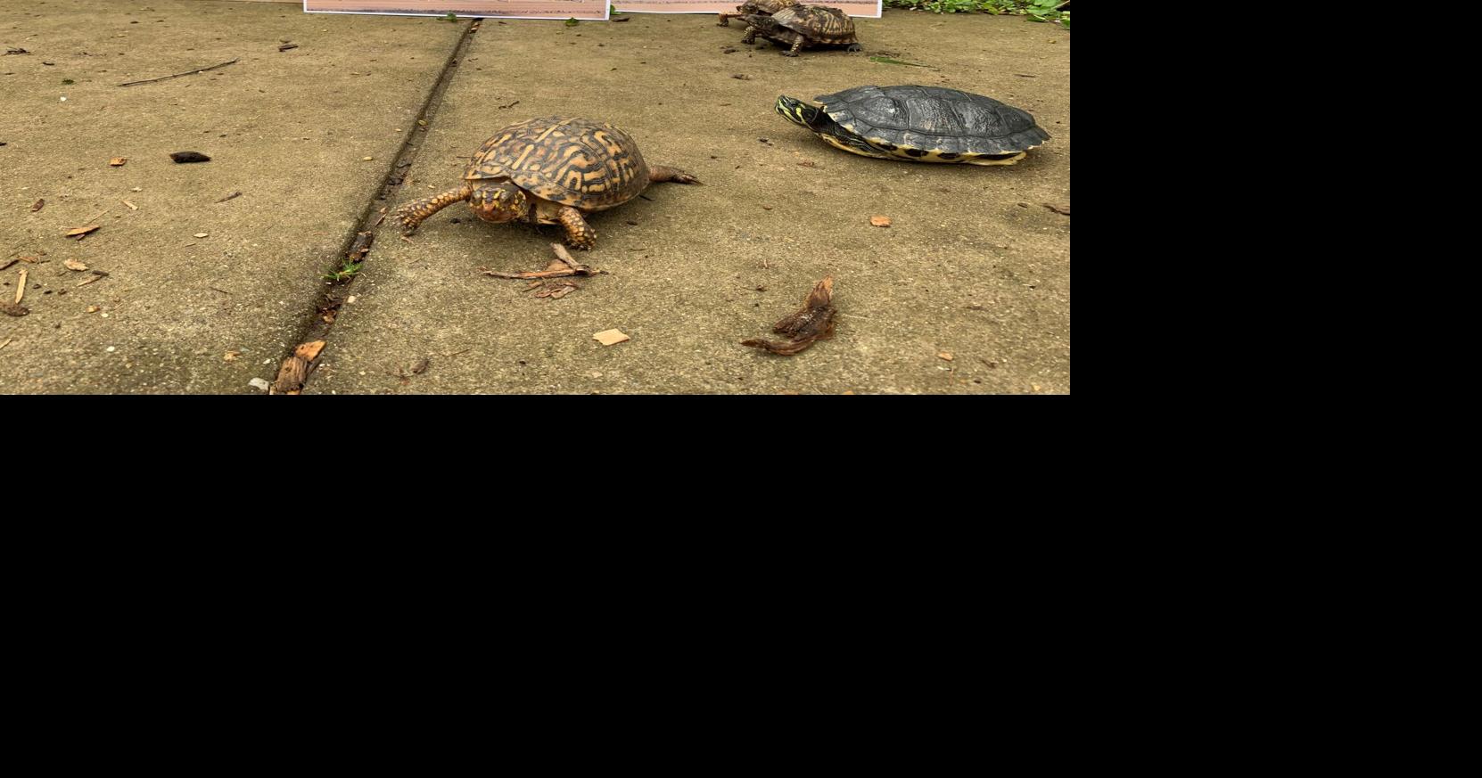 The 'Turtle Derby' lifted spirits long before the COVID-19 pandemic hit ...
