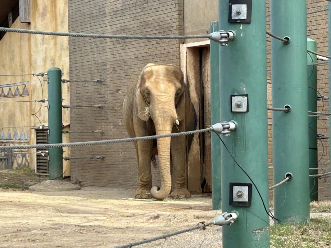Louisville Zoo to hold retirement celebration for elephants Mikki ...
