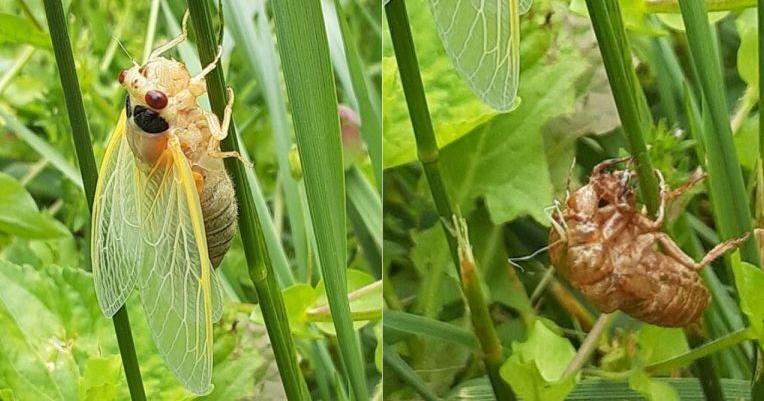 After 17 years underground, vast army of cicadas set to emerge ...