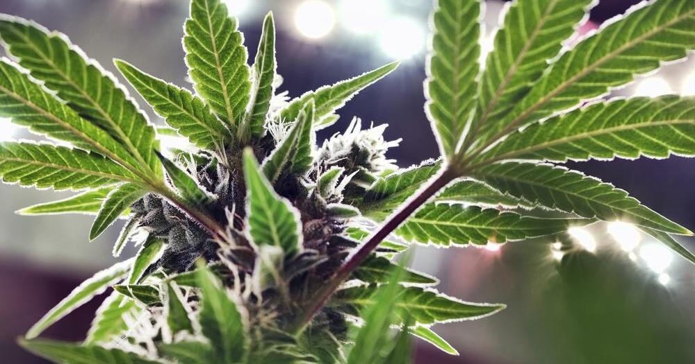 Move to reclassify marijuana on federal level gives hope to Kentucky ...