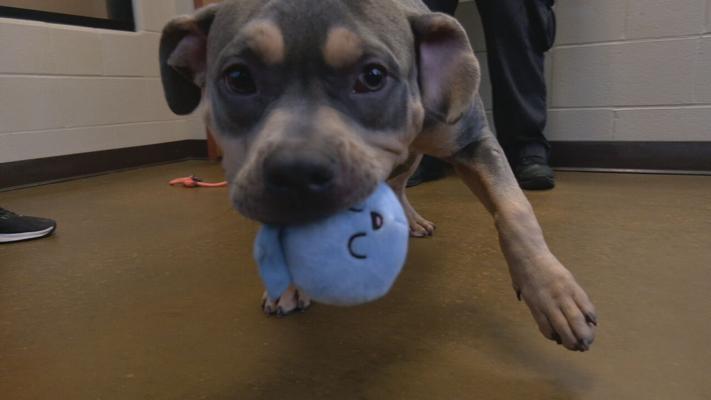 Hardin County Animal Control now caring for 14 puppies rescued from ...