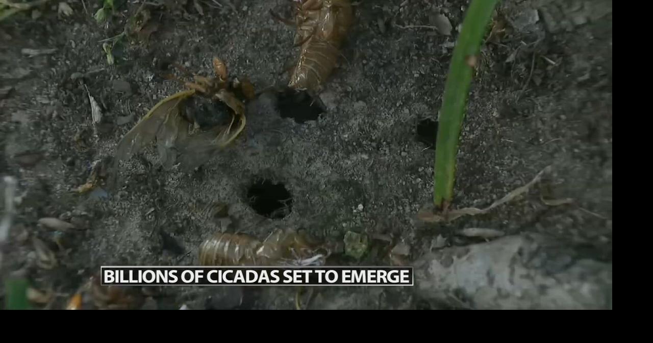 Billions of cicadas are set to emerge once warm weather hits | Wdrb-video | wdrb.com