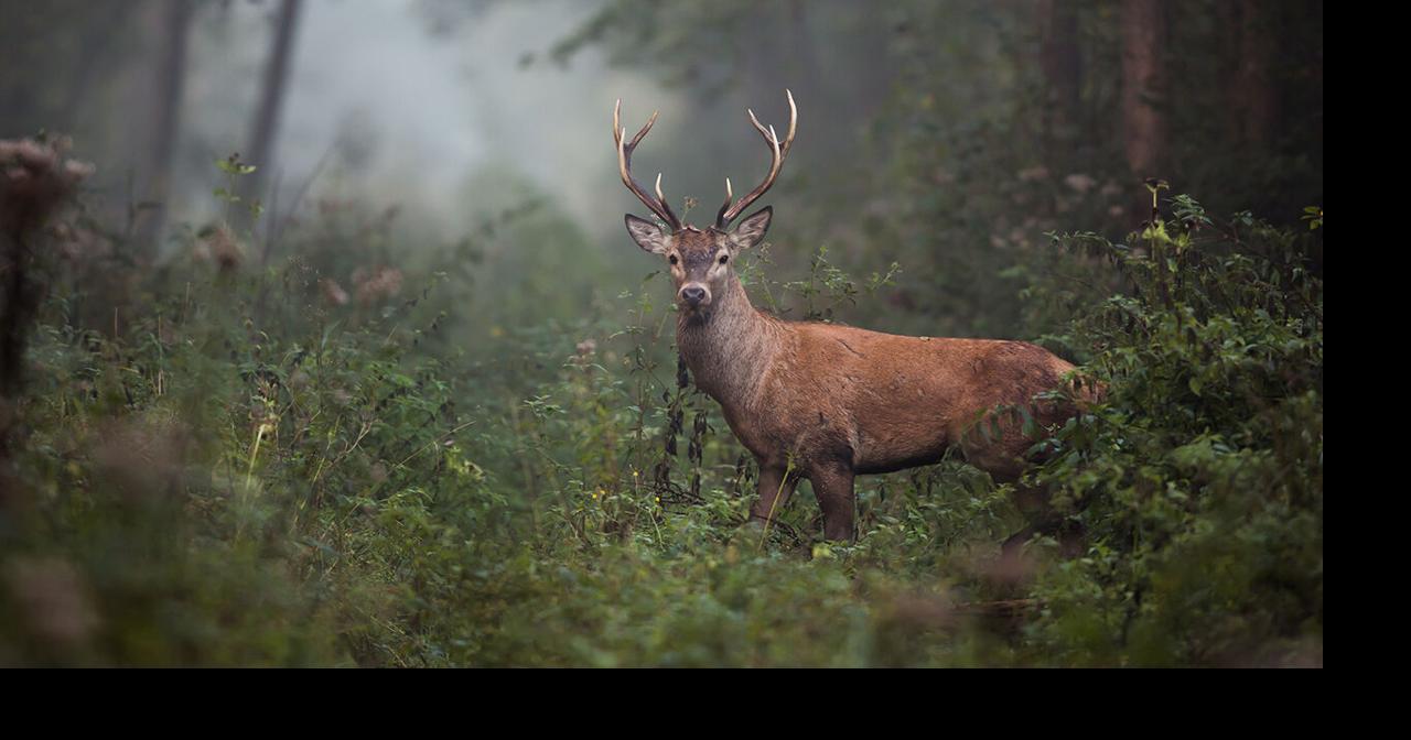Case of Chronic Wasting Disease found in dead deer at Breckinridge ...