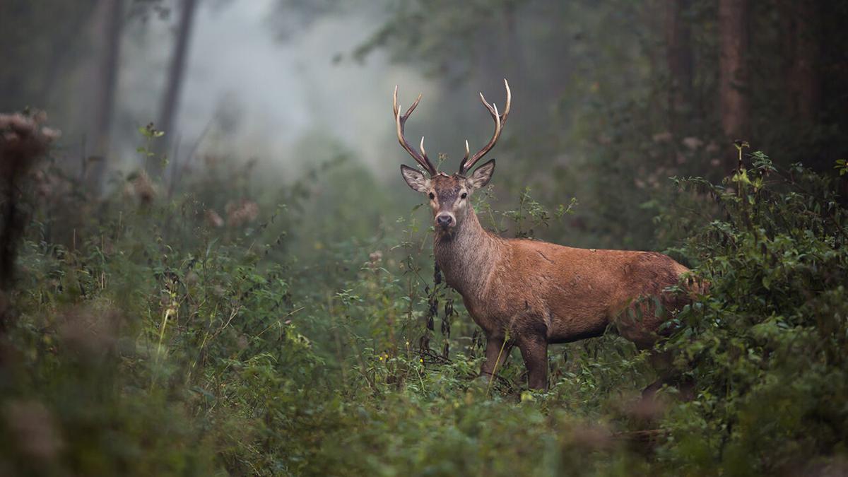 Indiana DNR asks hunters to donate deer meat to feed hungry Hoosiers ...
